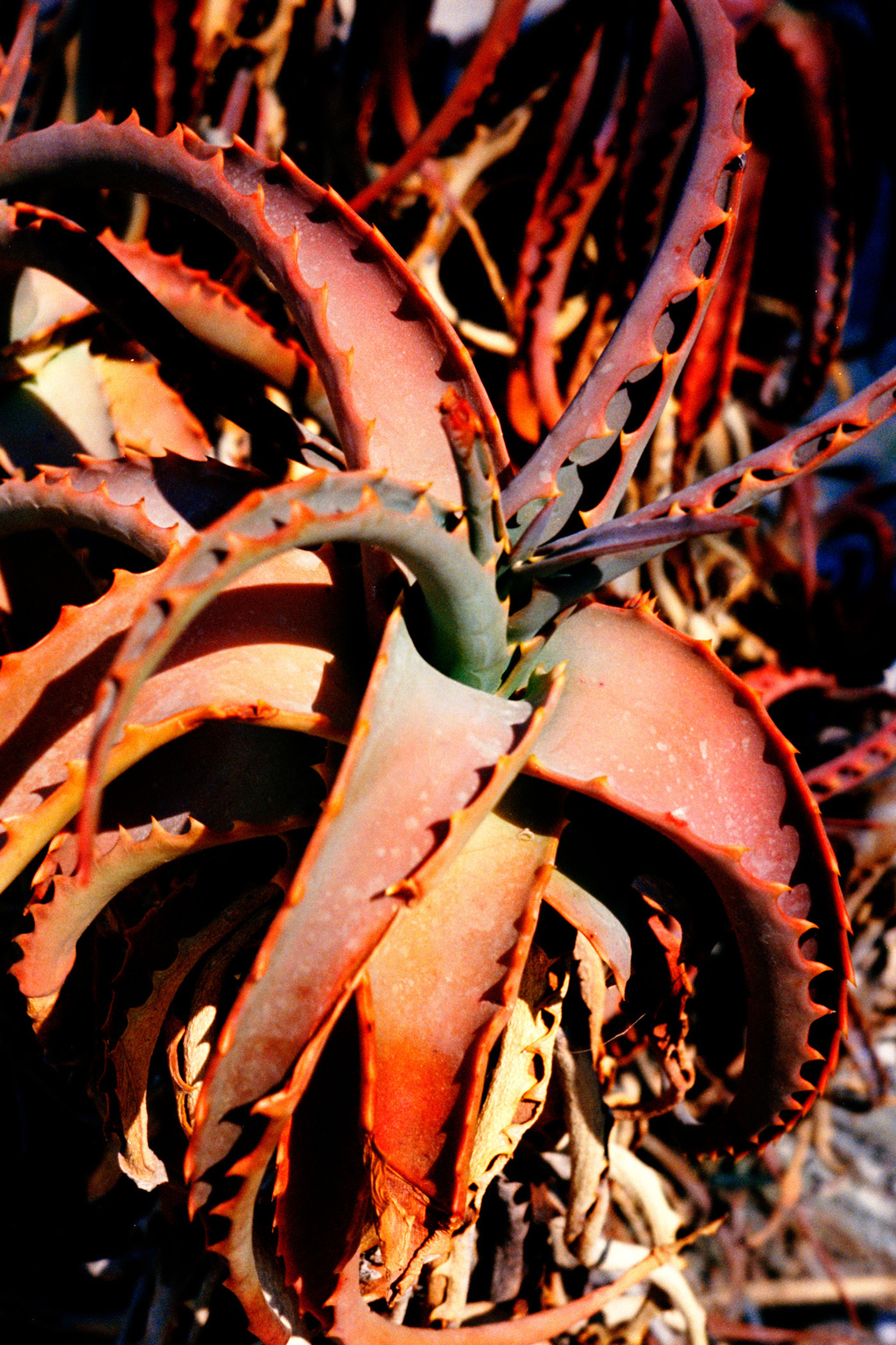 Moisson Rouge — Marguerite Bornhauser