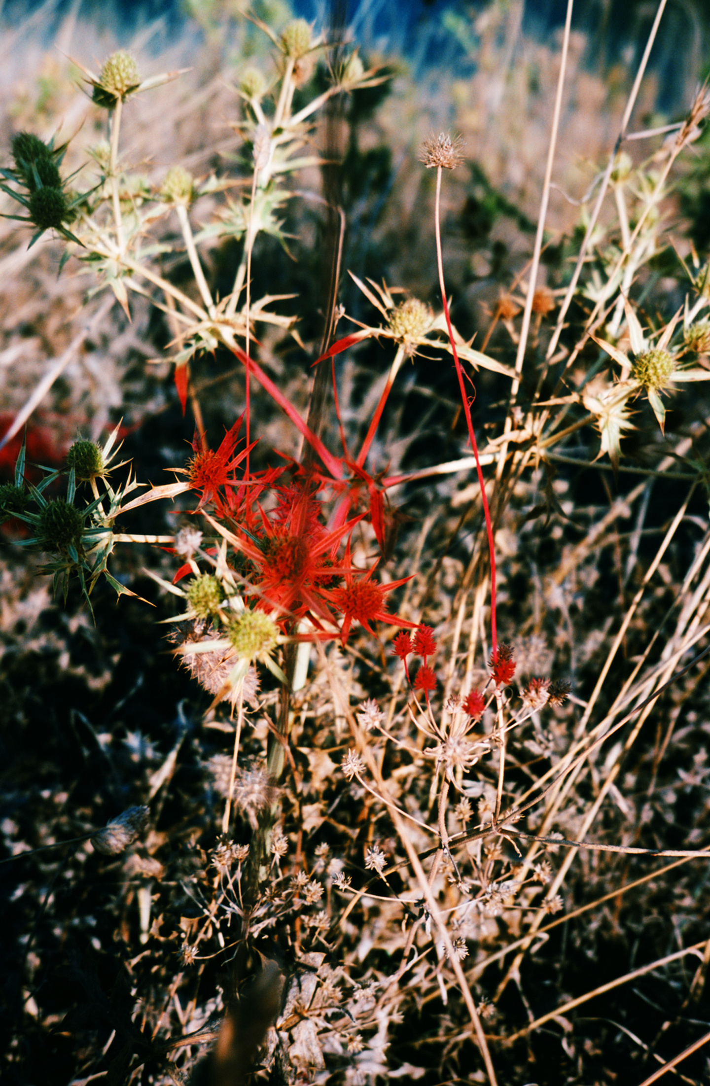 Moisson Rouge — Marguerite Bornhauser
